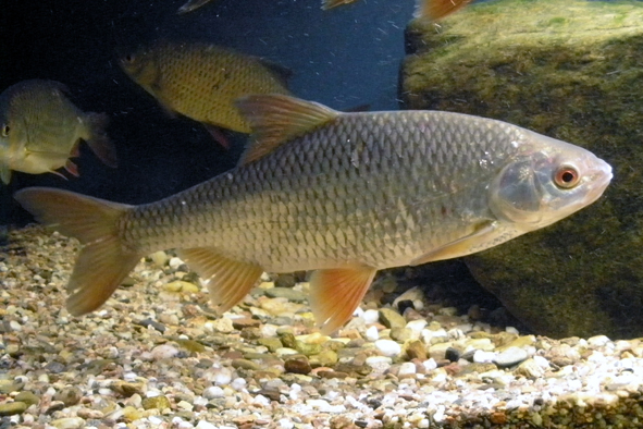 Paprskoploutví (Actinopterygii)